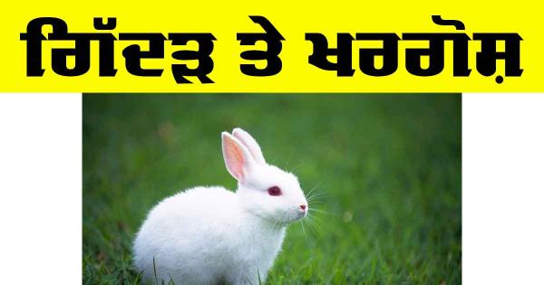 Rabbit : ਗਿੱਦੜ ਤੇ ਖਰਗੋਸ਼ (ਬਾਲ ਕਹਾਣੀ) - Sach Kahoon Punjabi